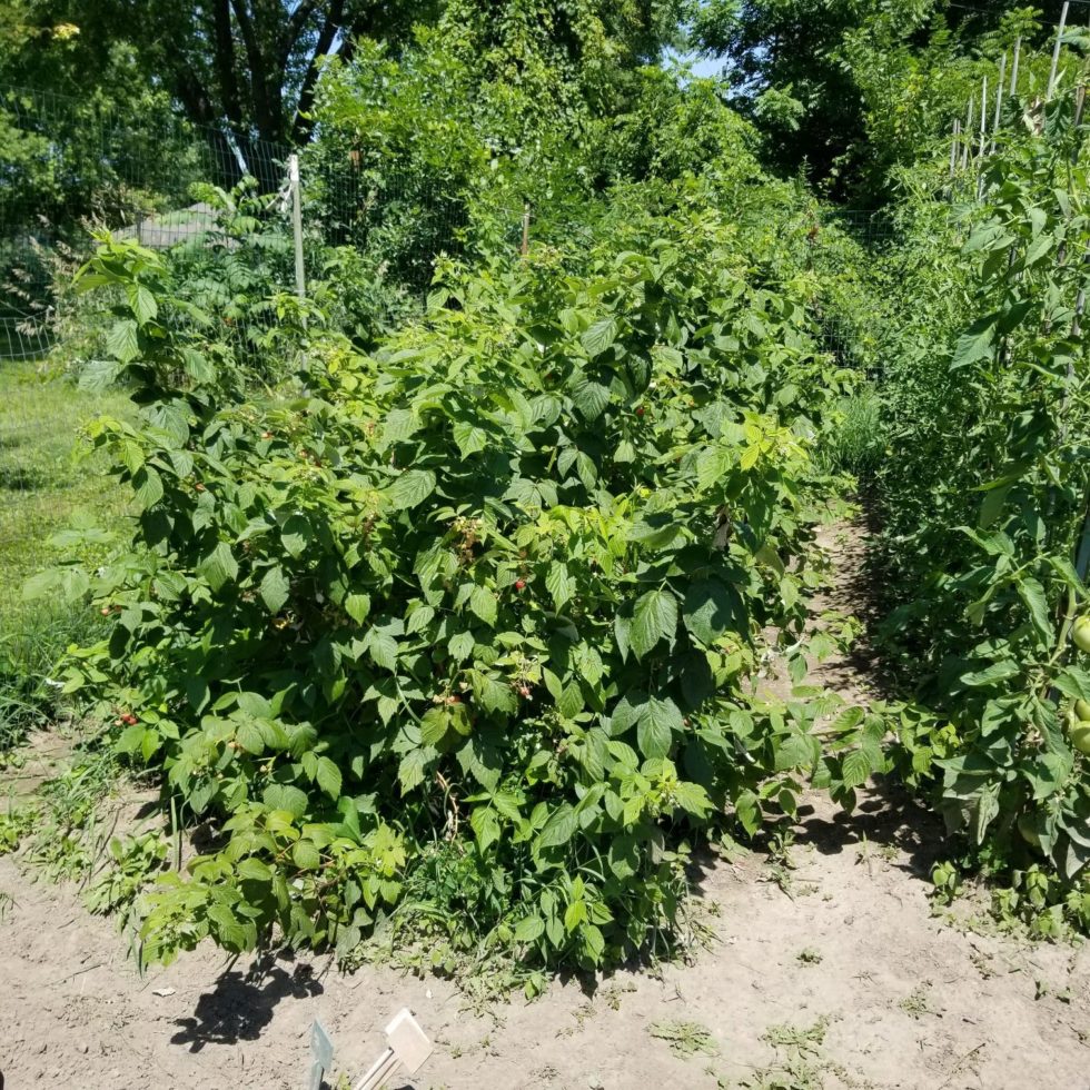 July Garden - The CobraHead Blog